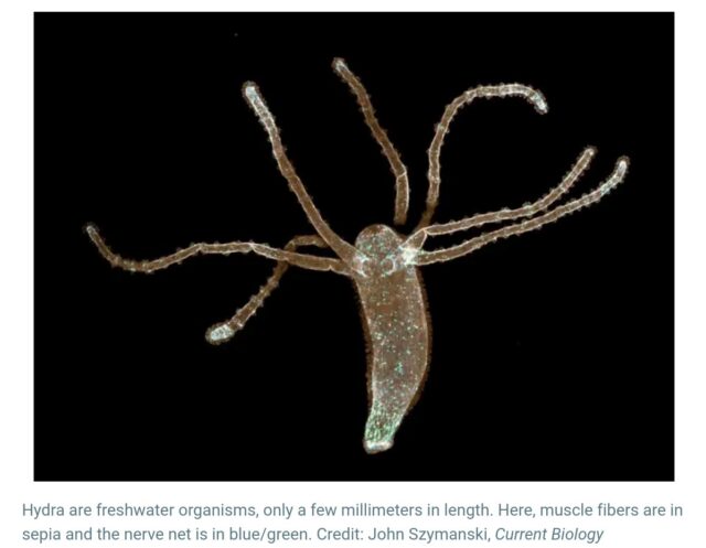 Yale University Team rewires behavioral brain neurons in a mutant worm ...