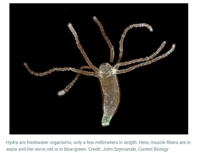 Yale University Team rewires behavioral brain neurons in a mutant worm ...